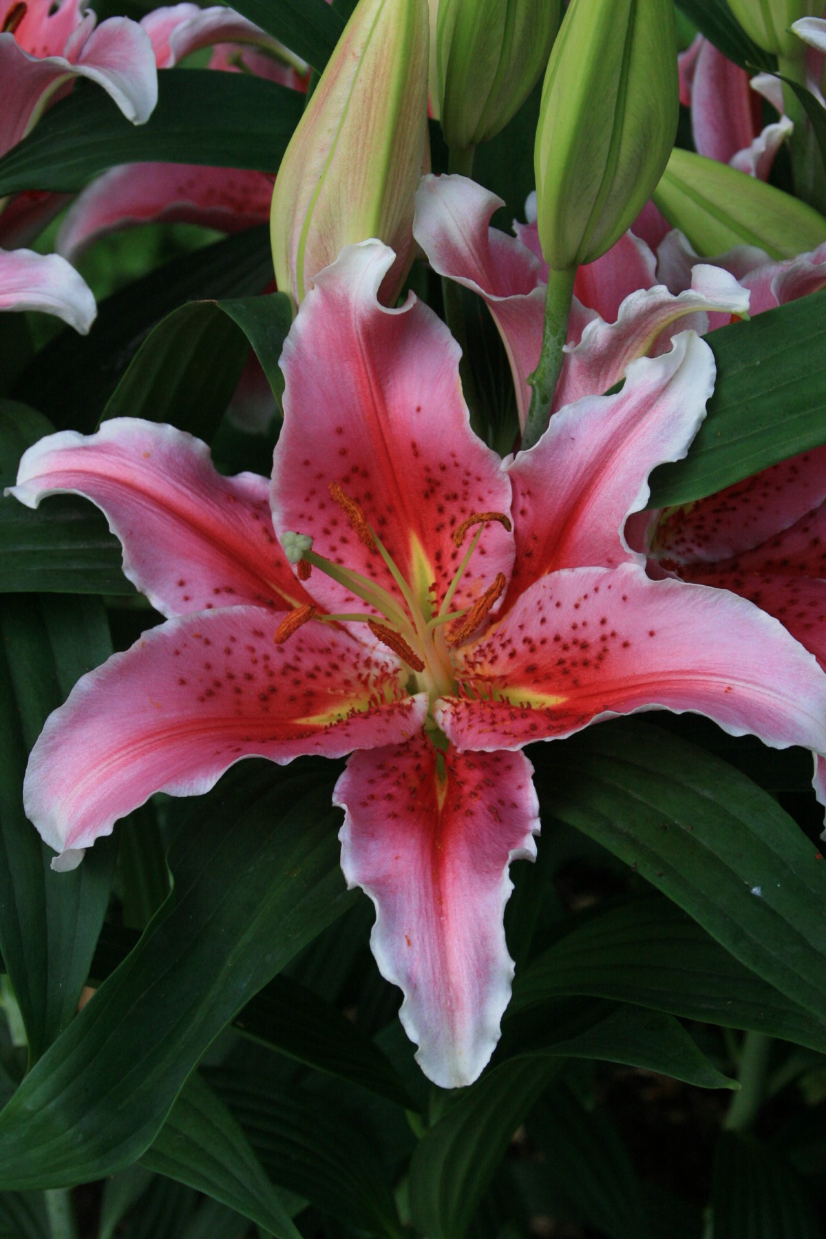 Aspiration - lily bulb