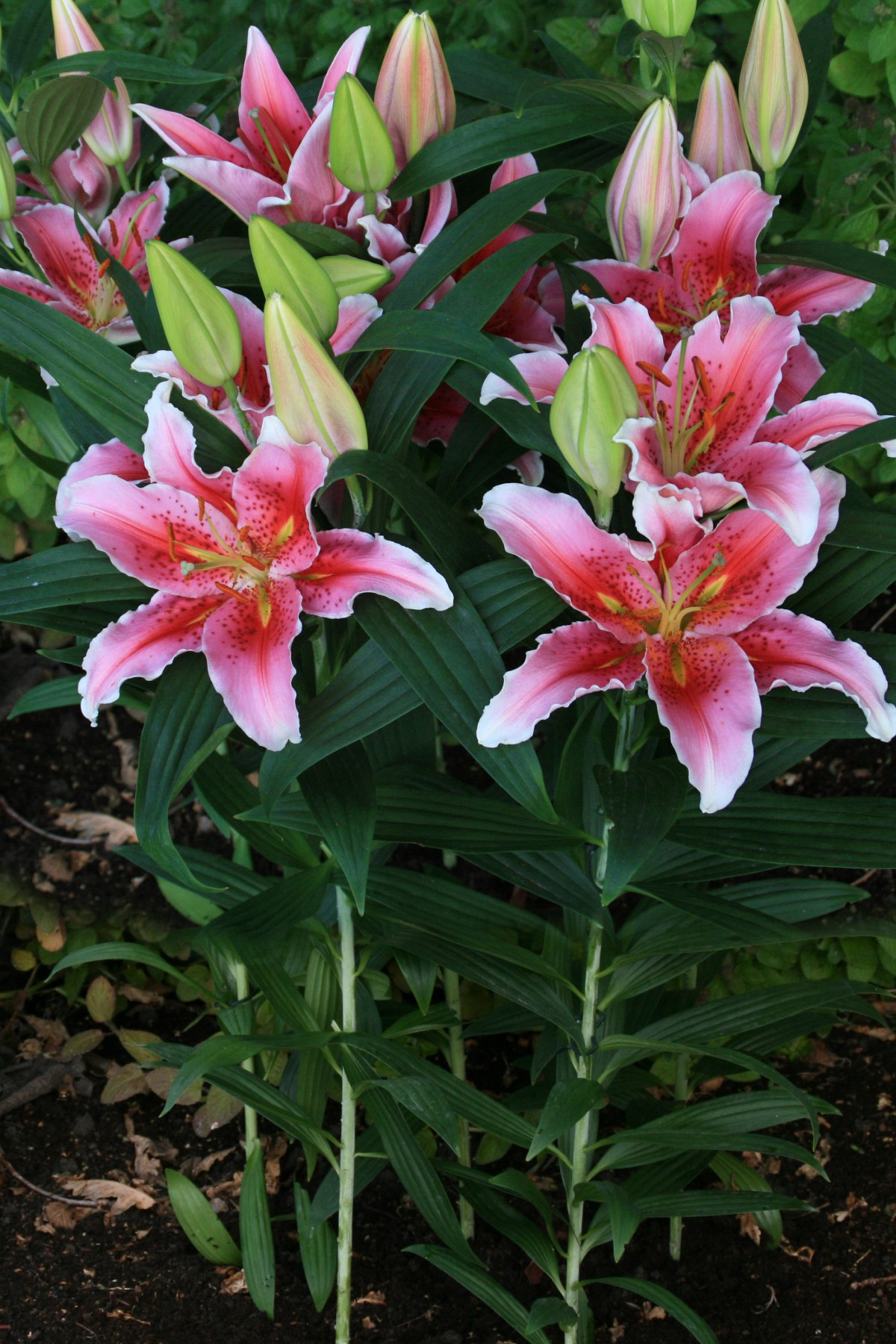 Aspiration - lily bulb