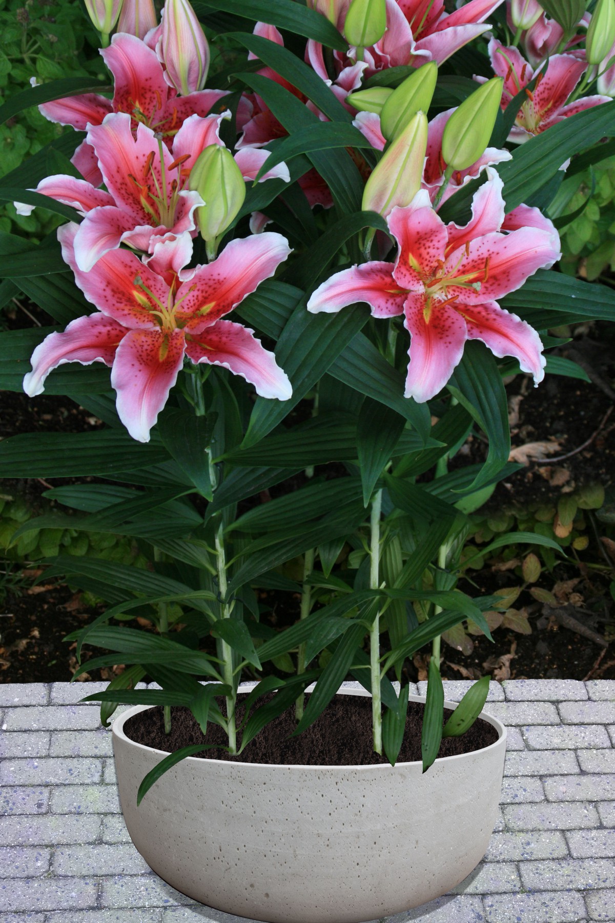 Aspiration - lily bulb