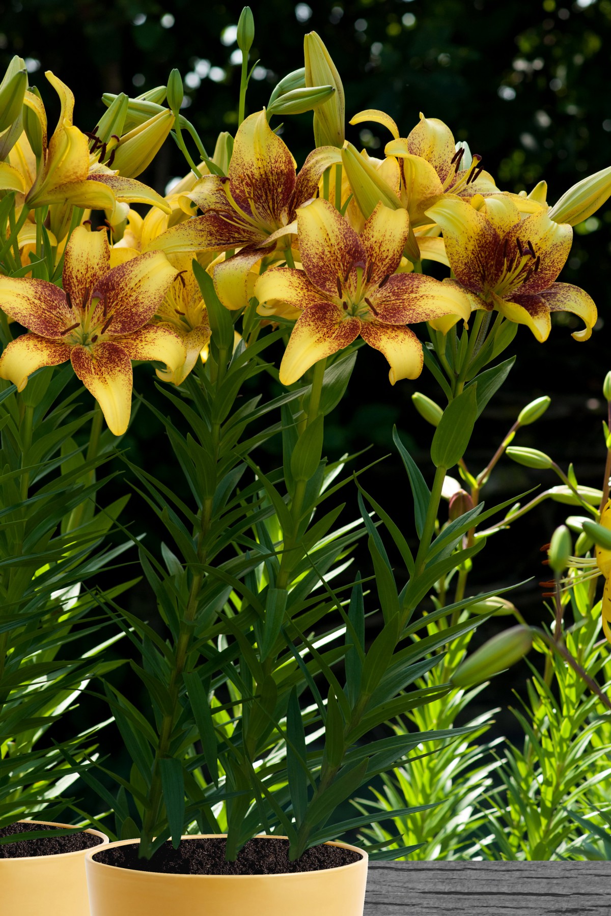 Golden Stone - lily bulb