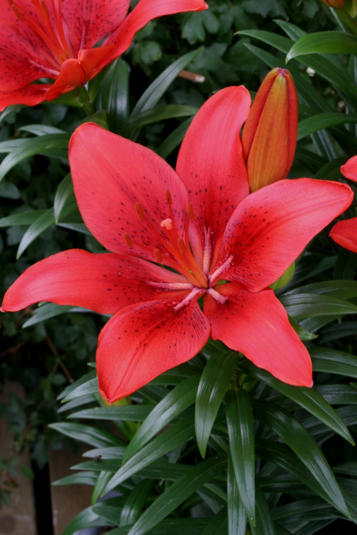 Happy Heart - lily bulb