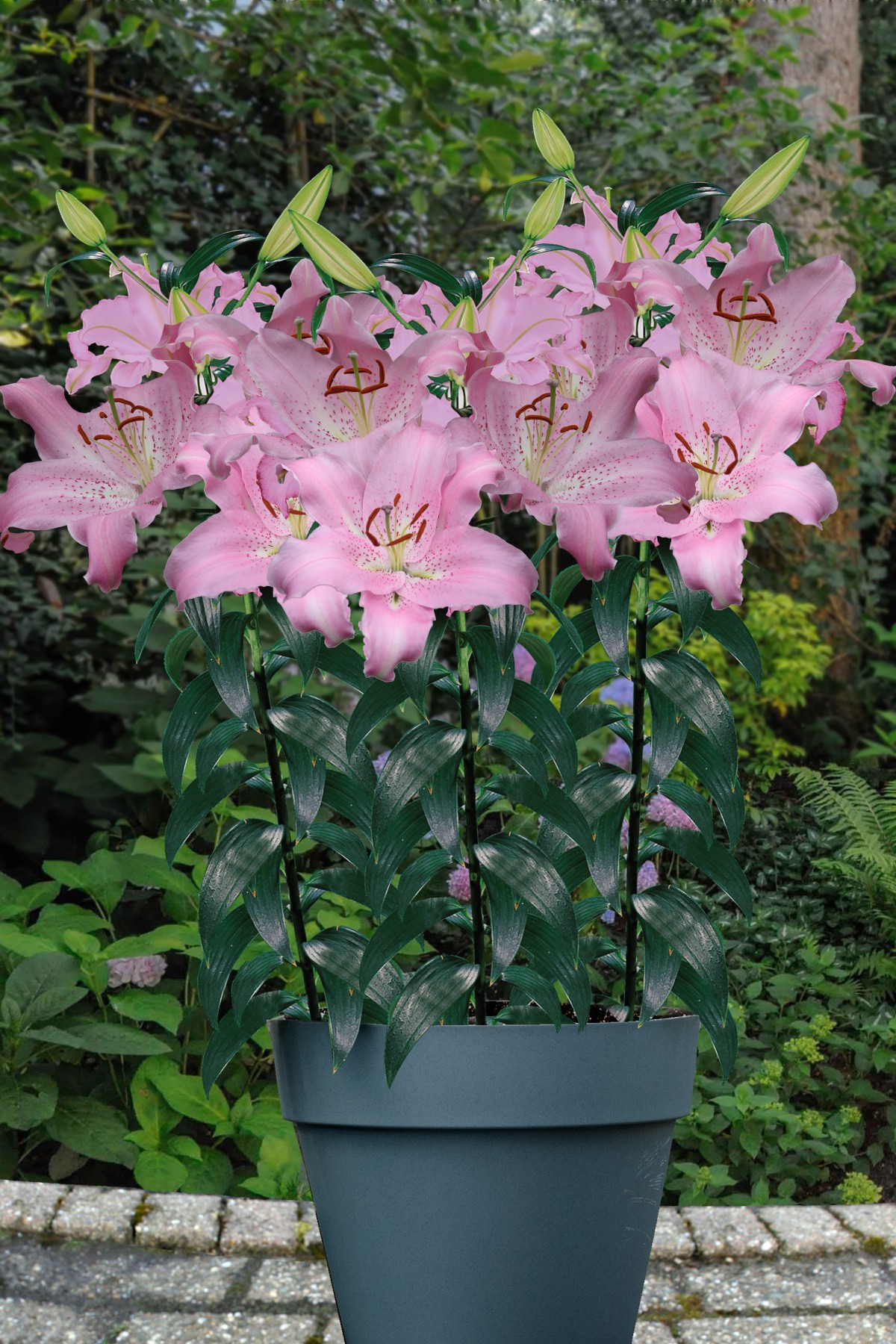 Josephine - lily bulb