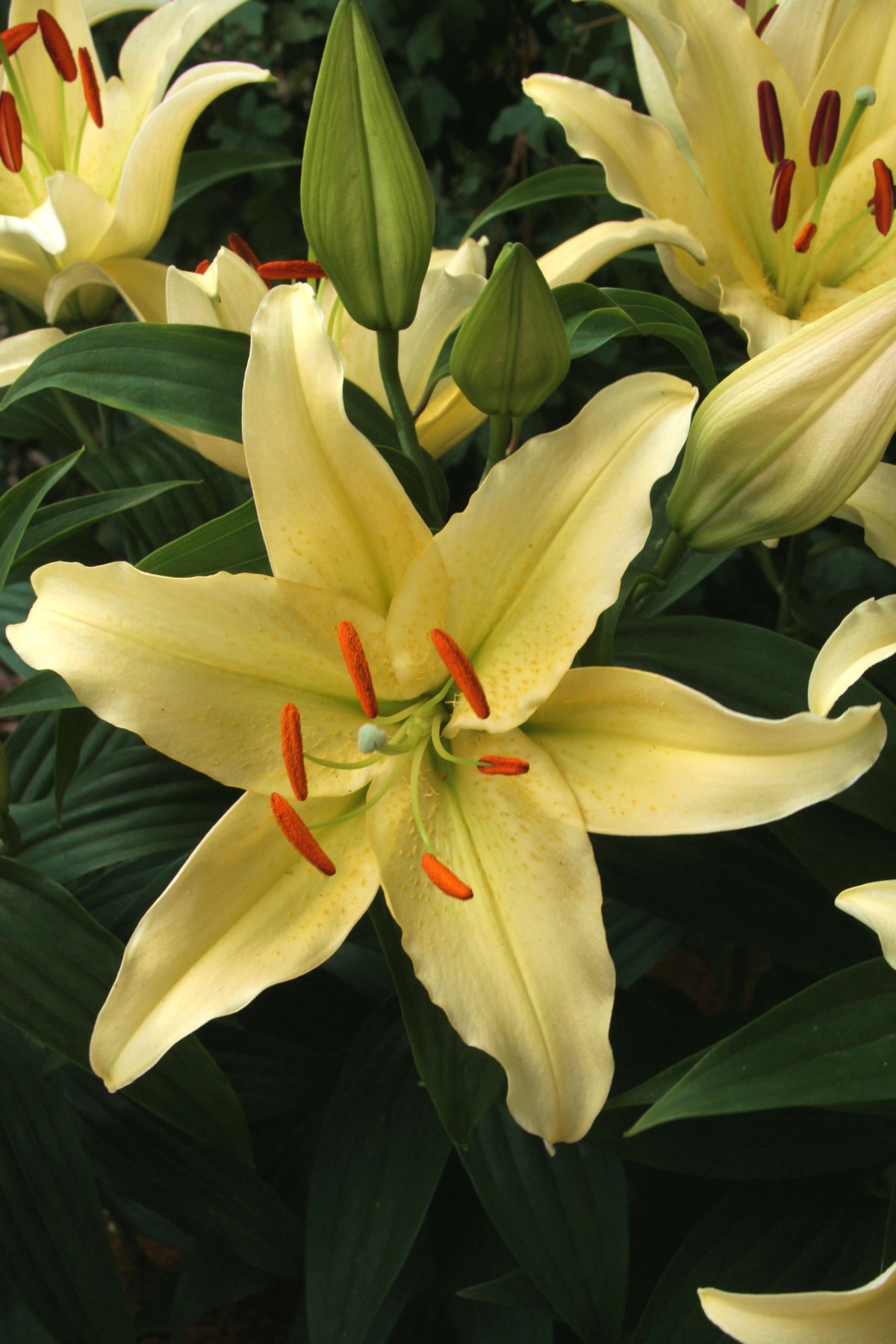 Gold Party - lily bulb