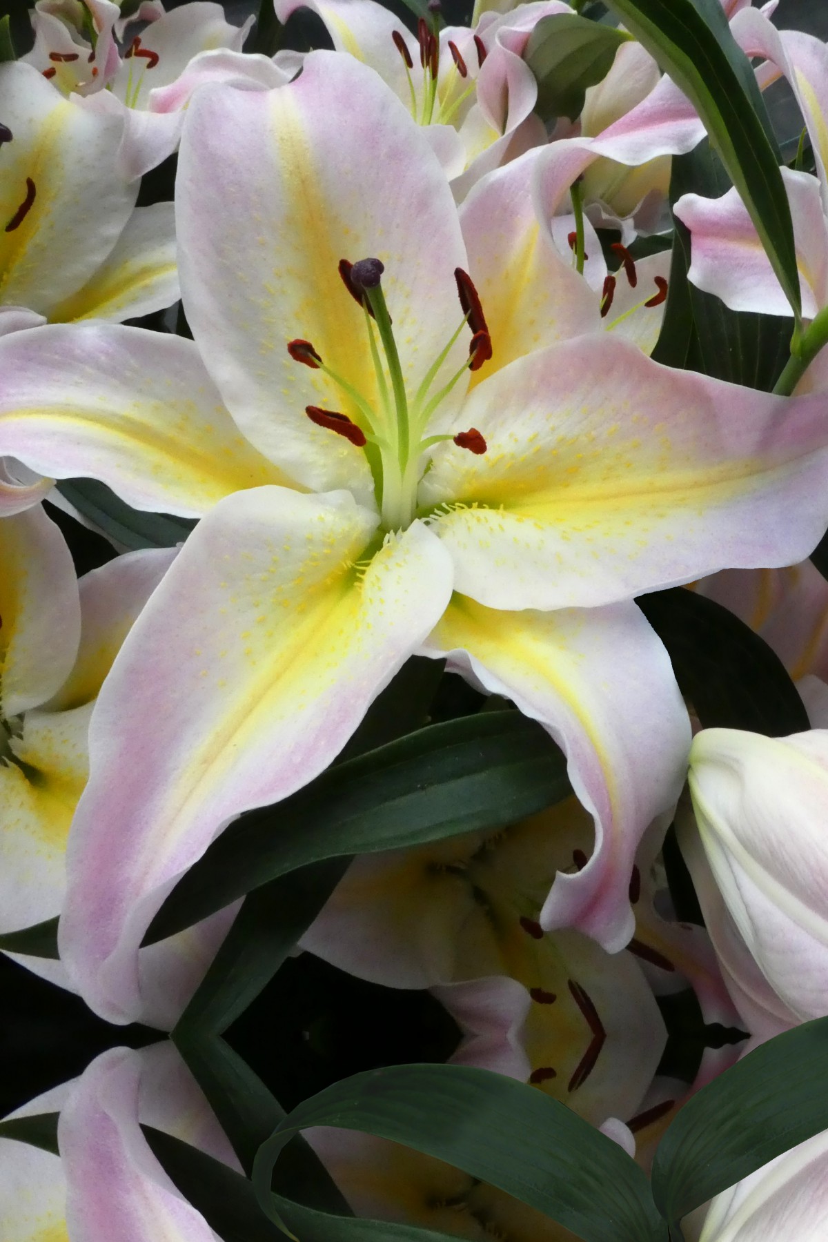 Hocus Pocus - lily bulb