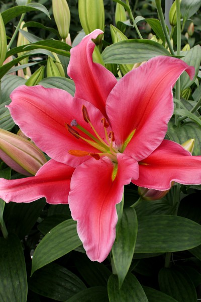 Oriental lily bulbs | Lets grow me