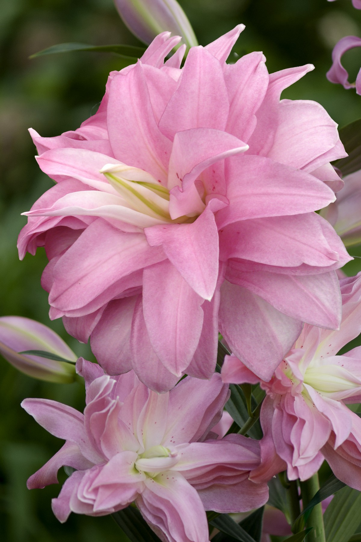 Lotus Breeze - lily bulb