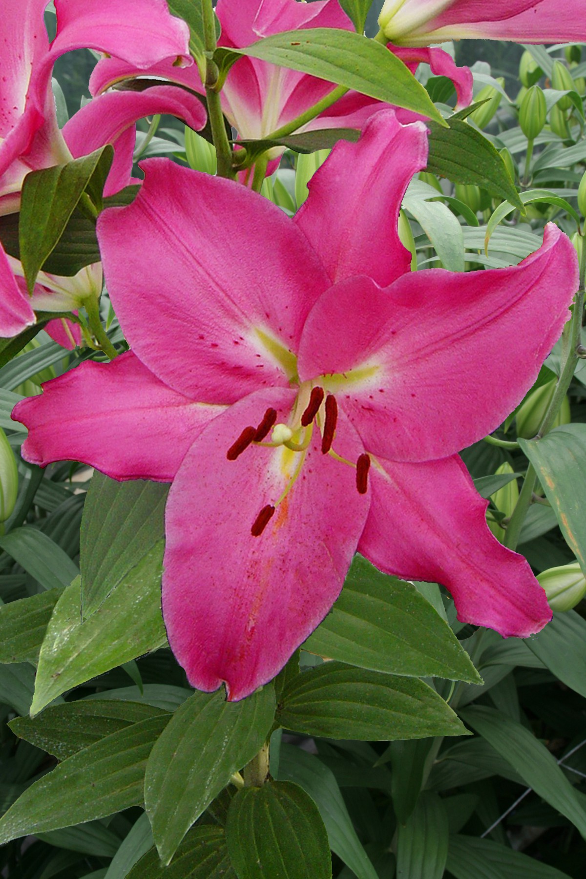 Meridon - lily bulb