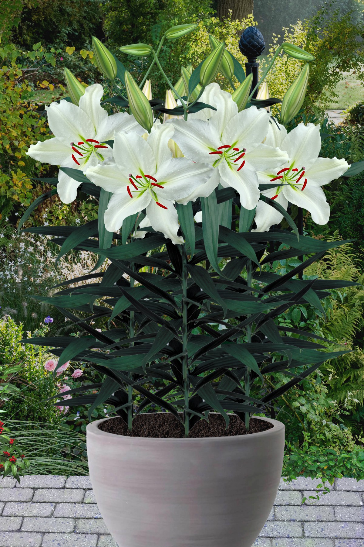 Puresse - lily bulb