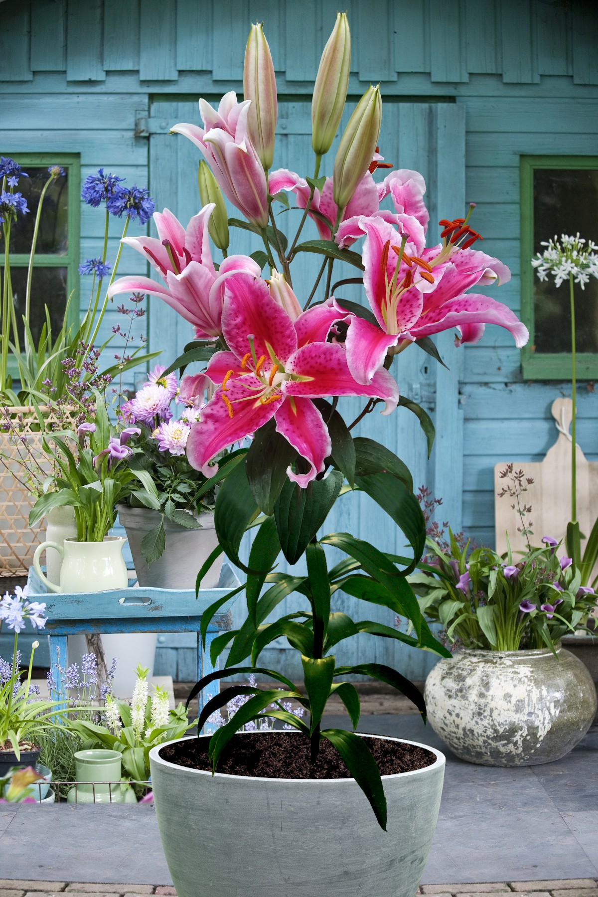 Stargazer- lily bulb