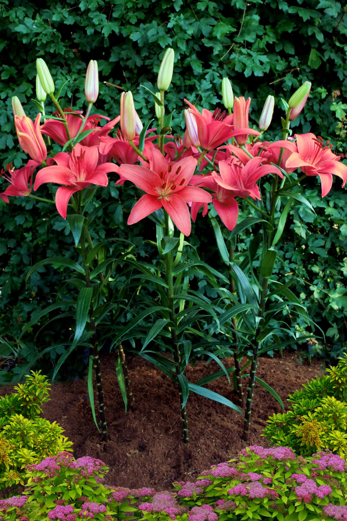 Sylt - lily bulb