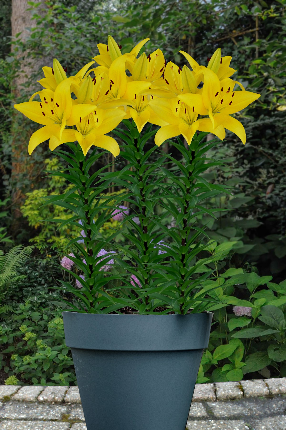 Yellow Power - lily bulb
