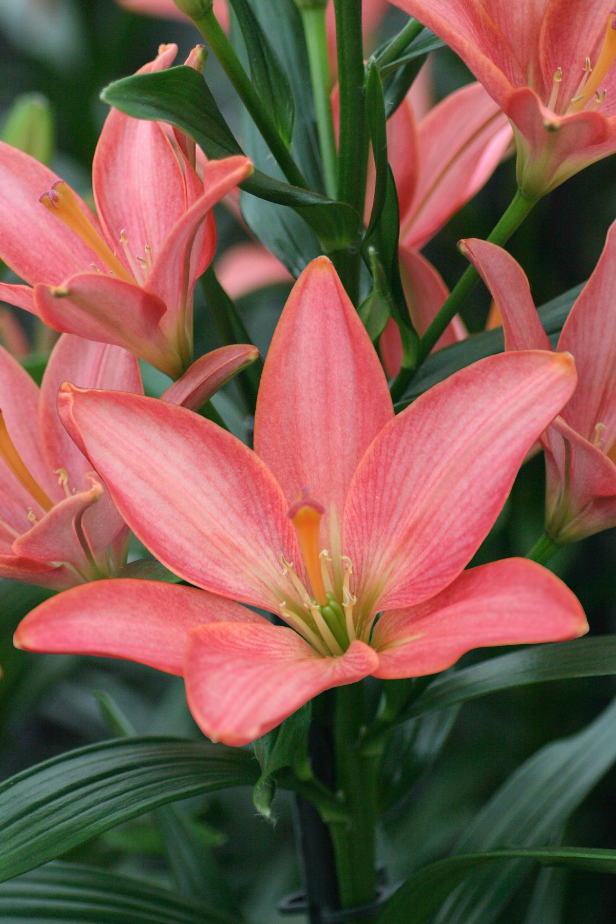 Little Kiss - lily bulb