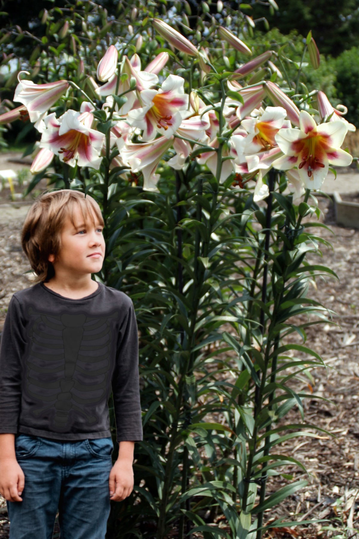 Passion Moon - lily bulb