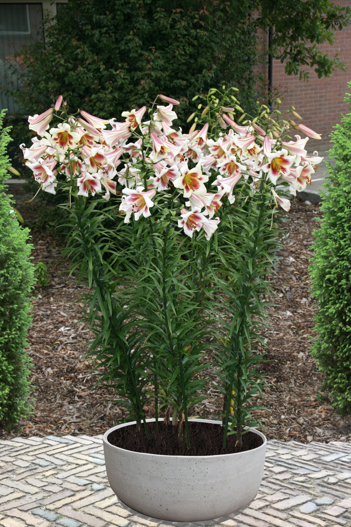 Passion Moon - lily bulb