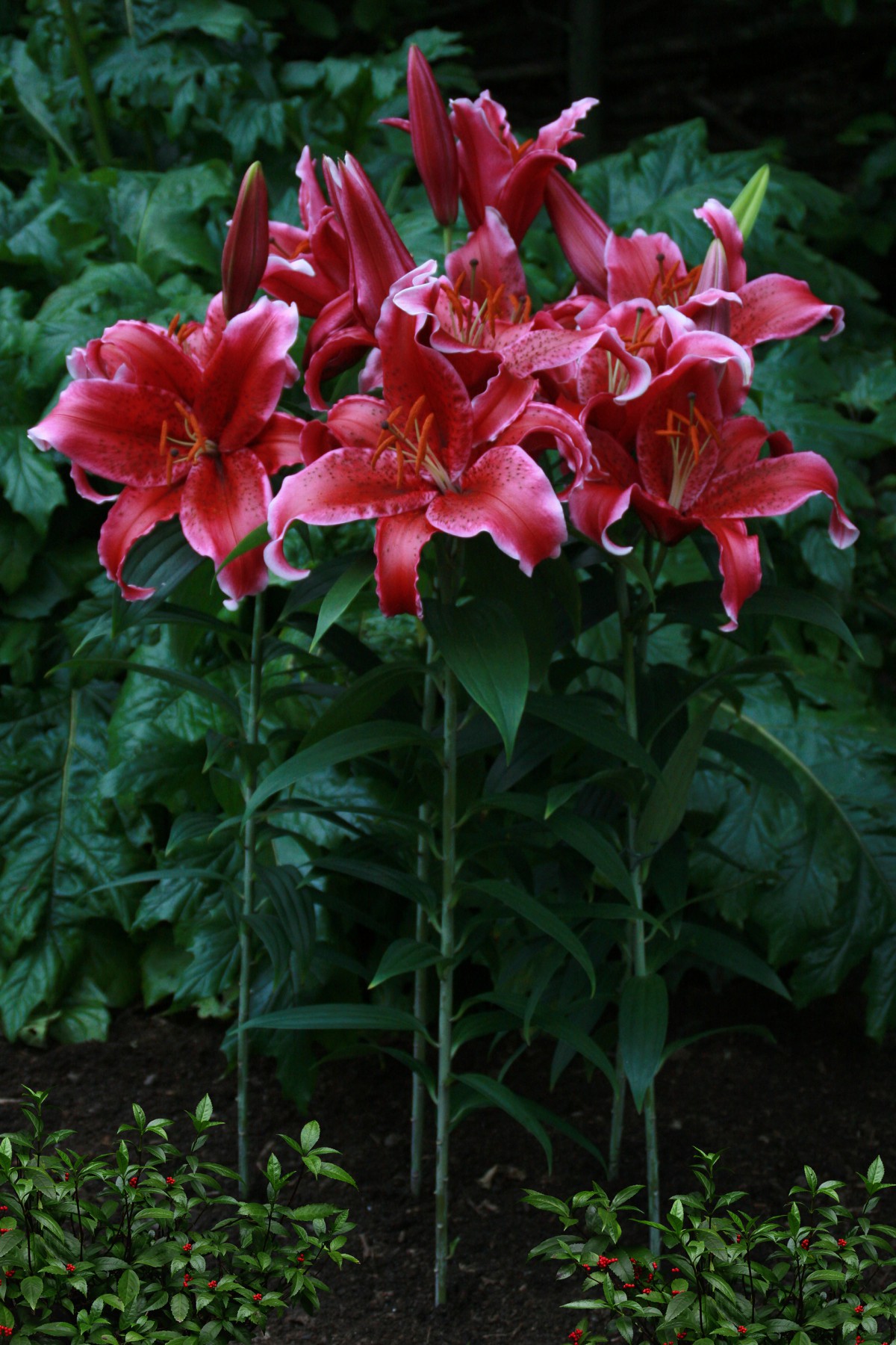 Red Flash - lily bulb