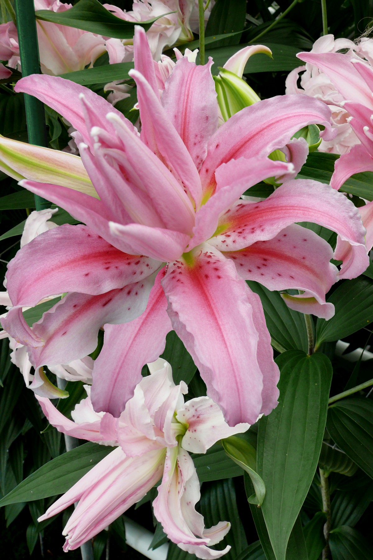 Broken Heart - lily bulb