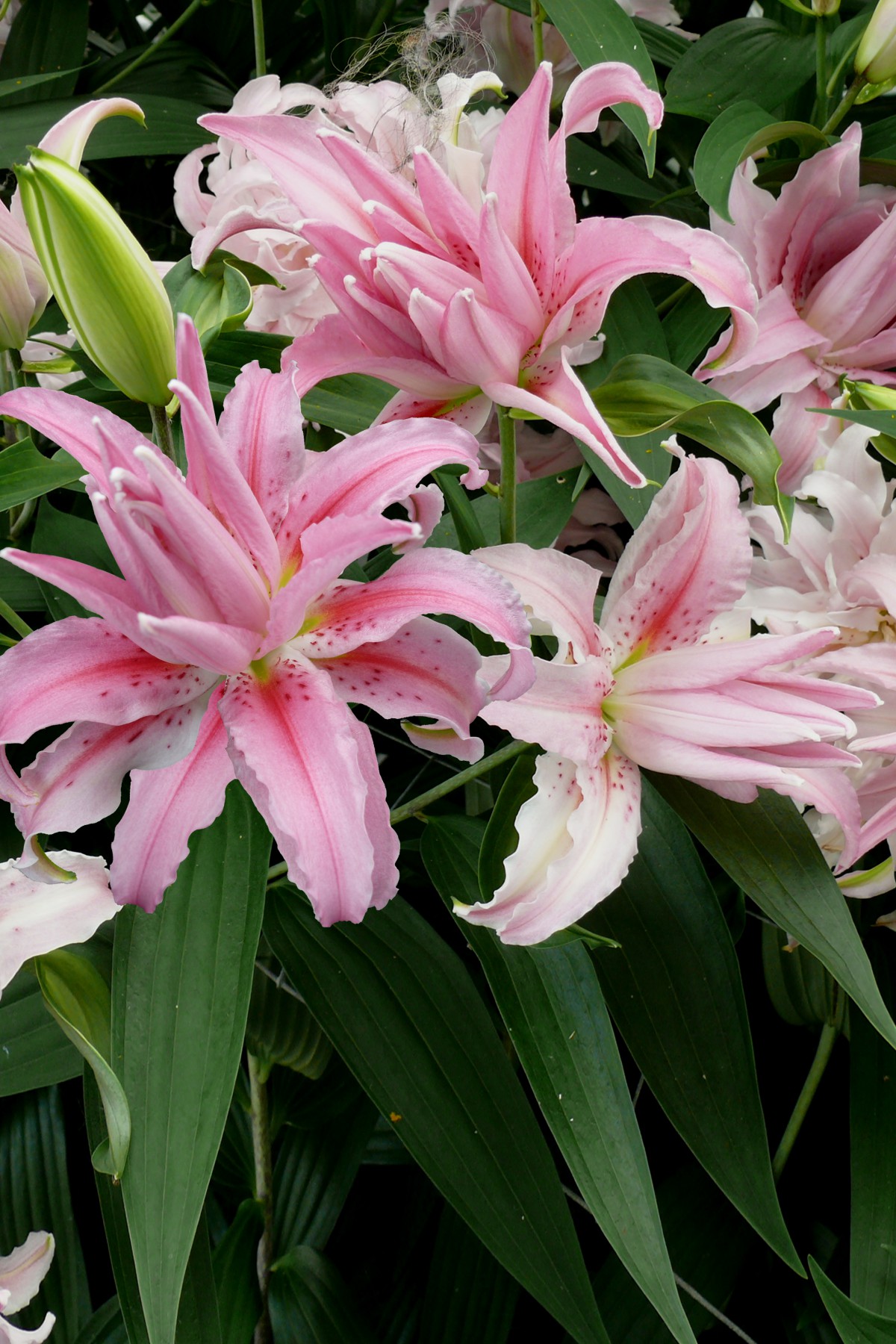 Broken Heart - lily bulb