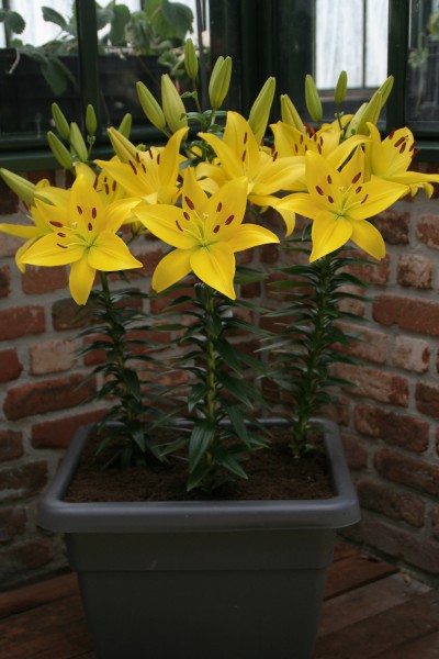 Asiatic pot lily bulbs | Lets grow me